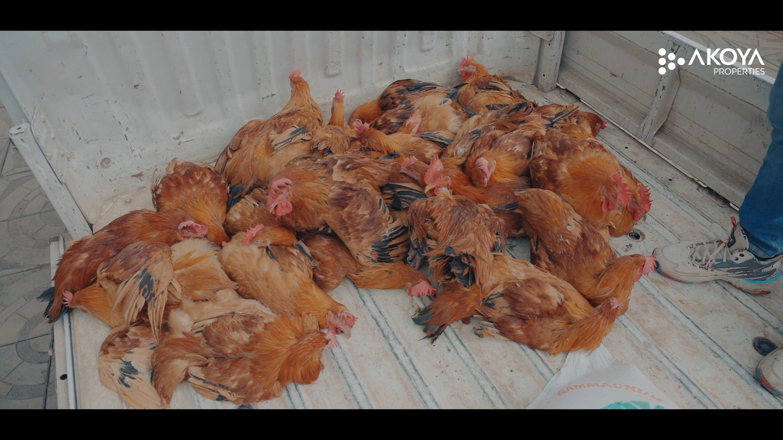 Akoya Cares: New Year Donation to Support Families in Arada Sub-City ...